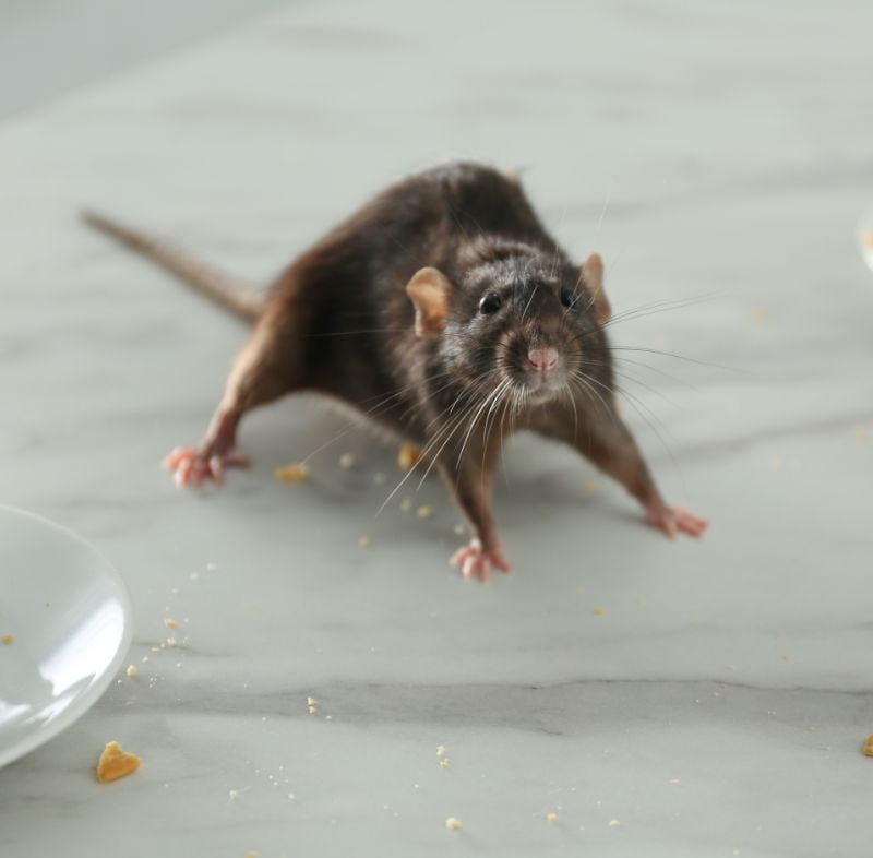 Rodent Control Services | Bug Patrol